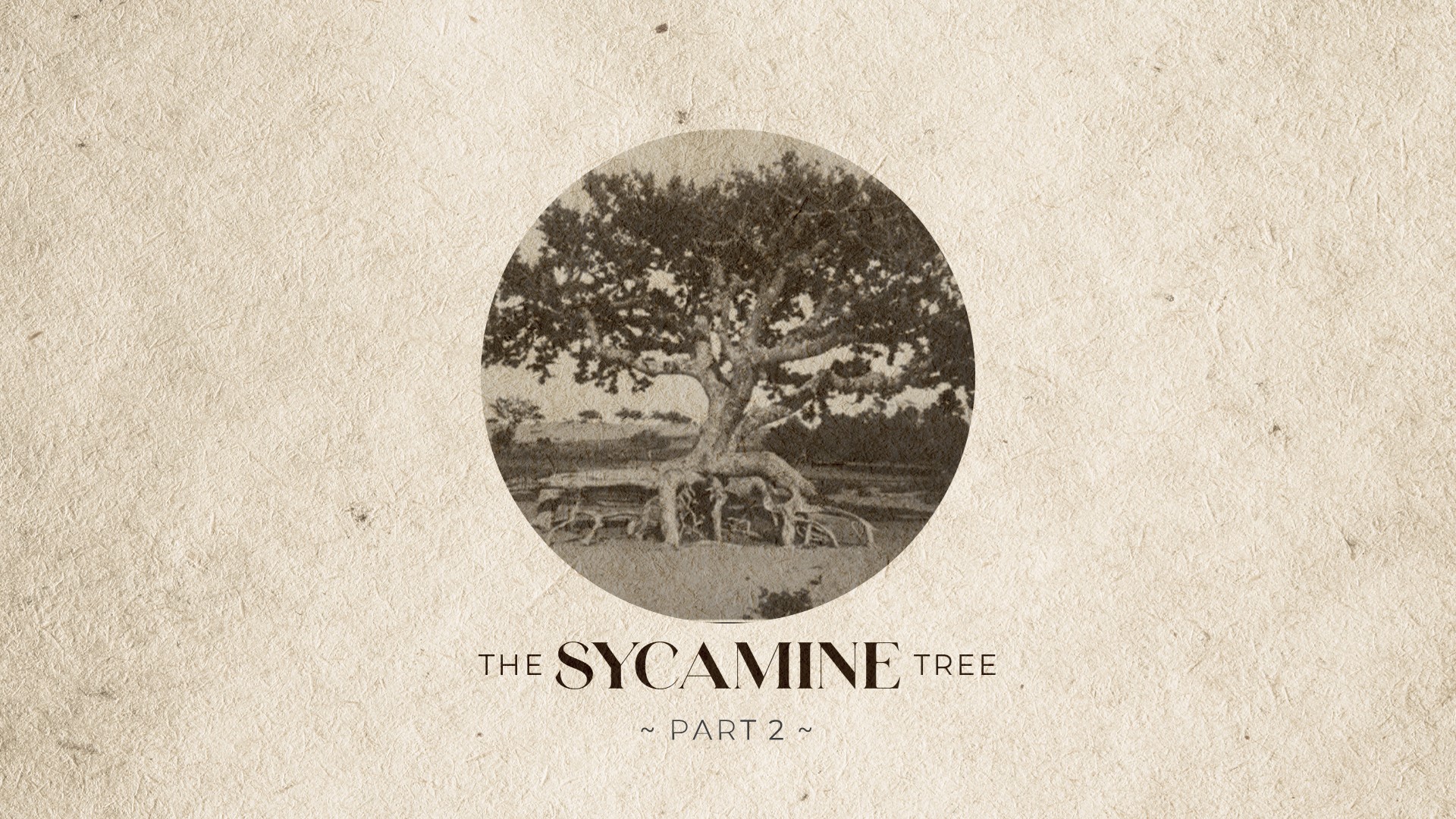The Sycamine Tree Part 2 - THE PENTECOSTALS | Twin Cities
