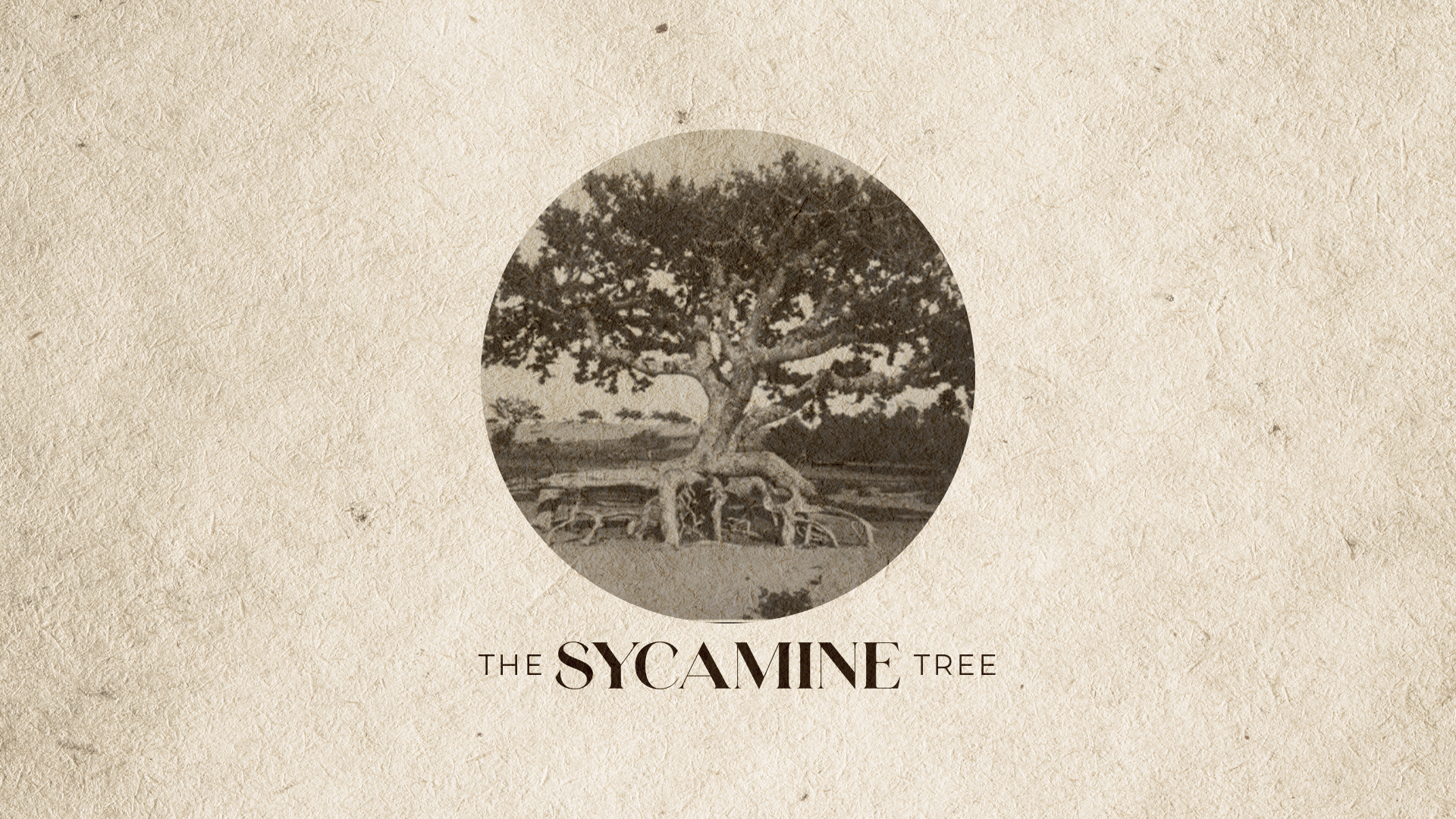 The Sycamine Tree - THE PENTECOSTALS | Twin Cities